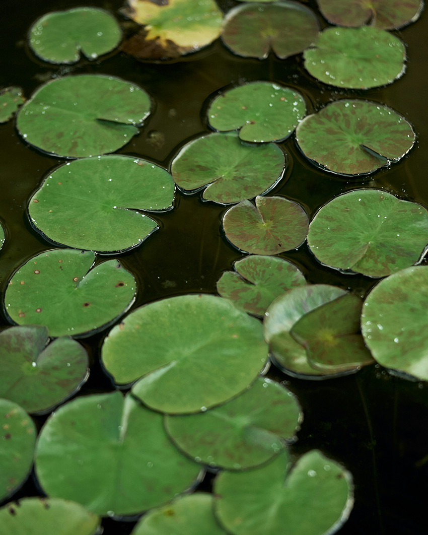 Stripe Partners — Beyond self-control: how diet culture’s past shapes today’s health Industry ...